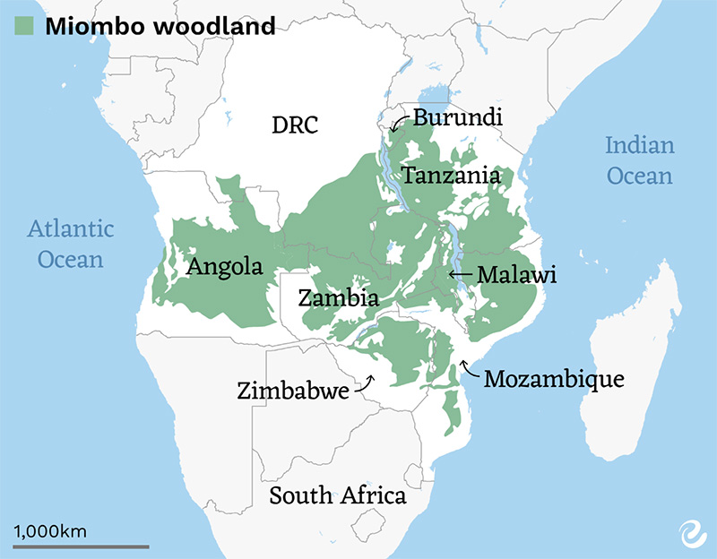 the-miombo-woodlands-bridelia