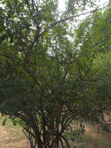 The Miombo Woodlands - Bridelia